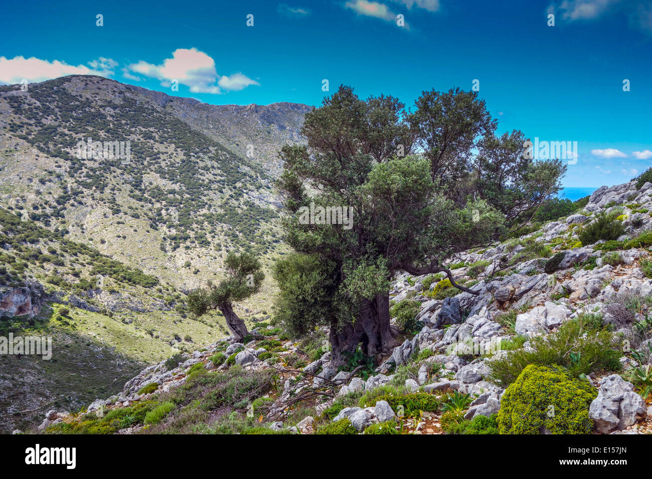 Rocky Hillside With Trees Many Large Rocky Stones On A Hillside. Rare