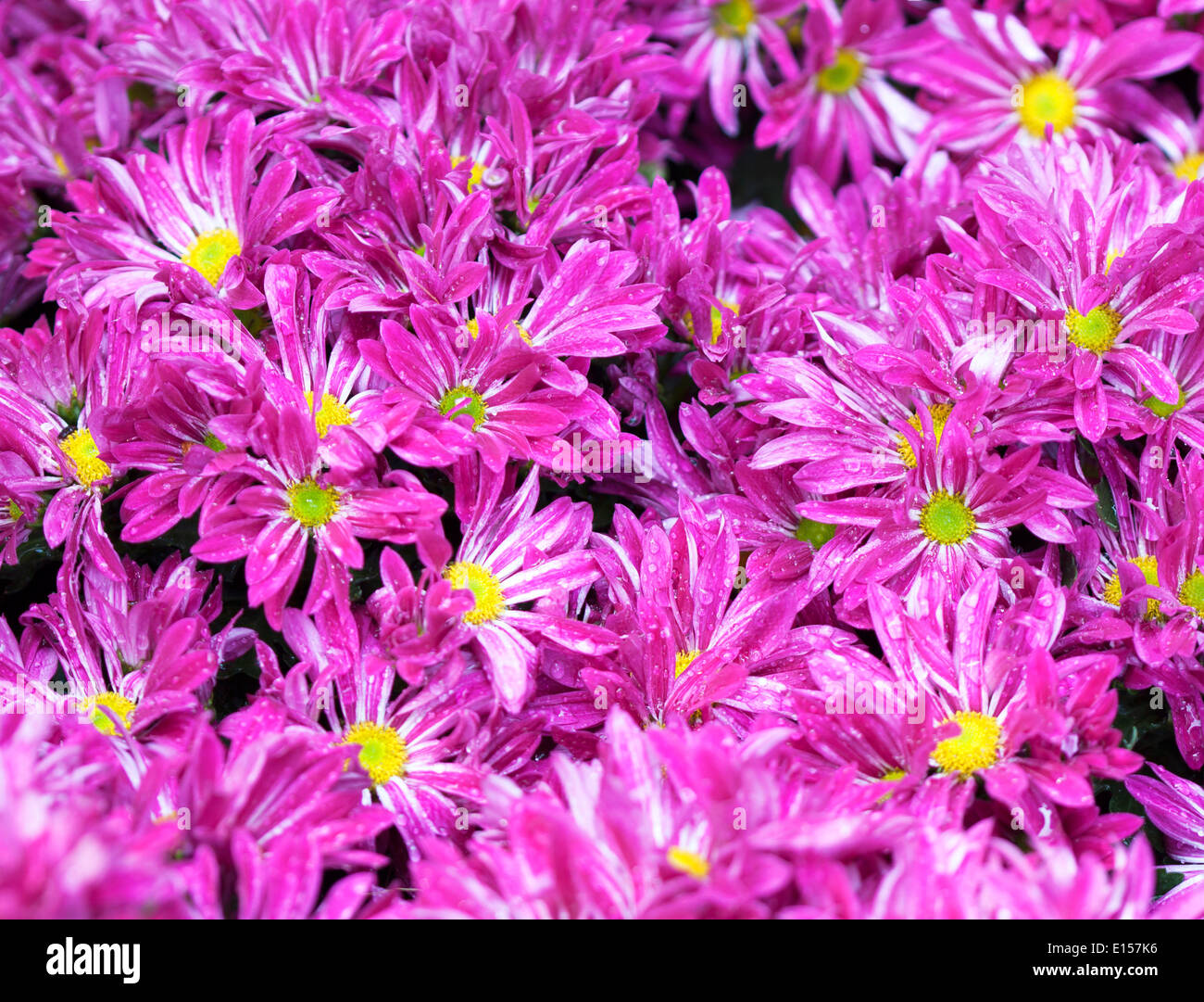 Beautiful spring flowers red flower Stock Photo - Alamy