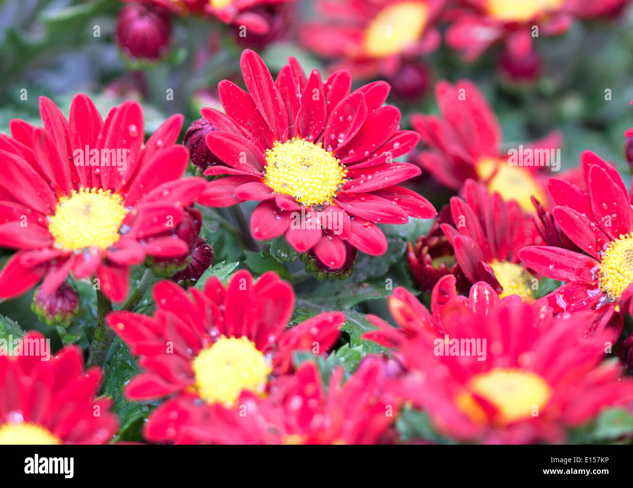 Beautiful spring flowers red flower Stock Photo - Alamy