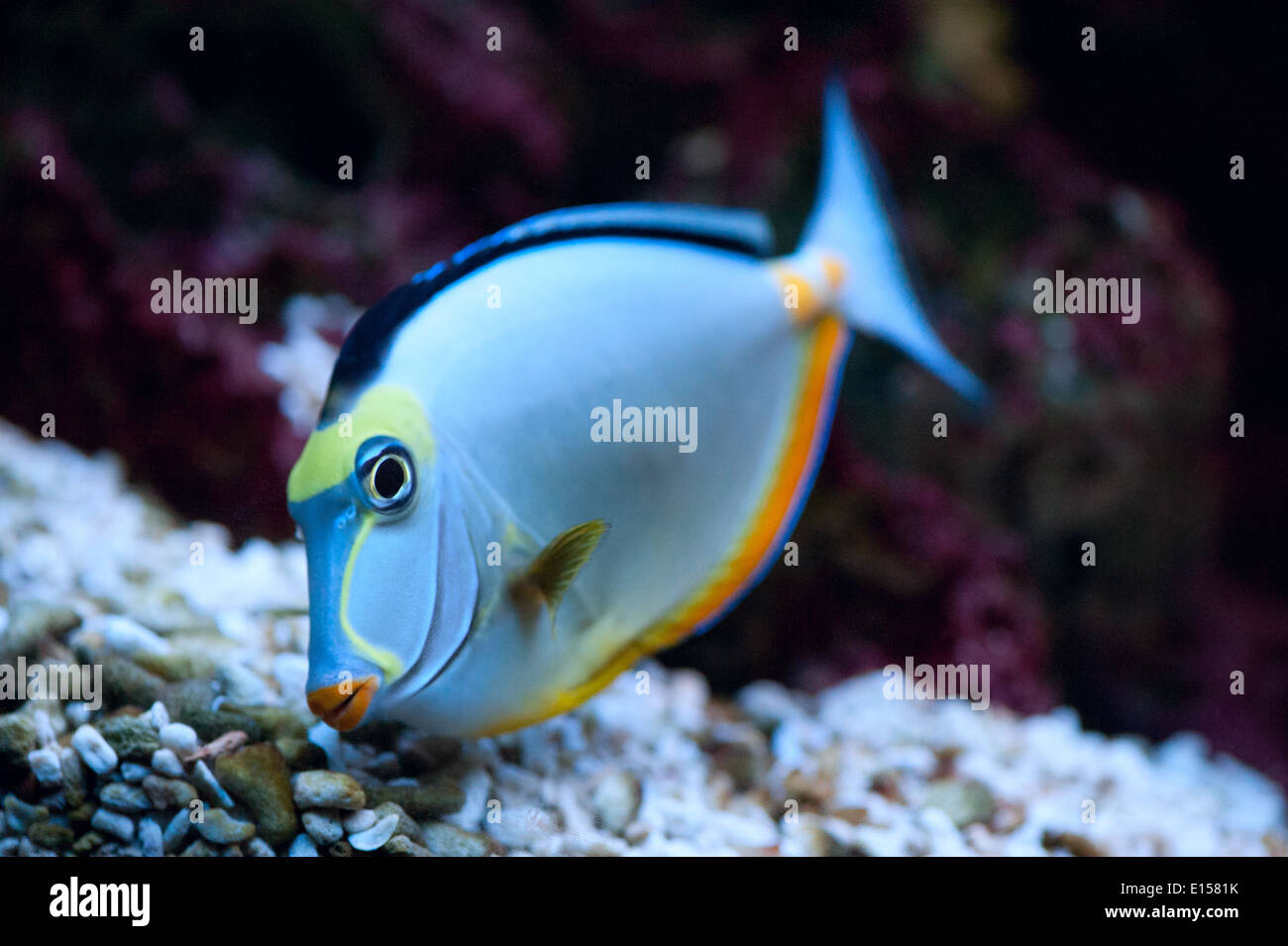 Tropical Fish Naso Tang (Naso lituratus Stock Photo - Alamy