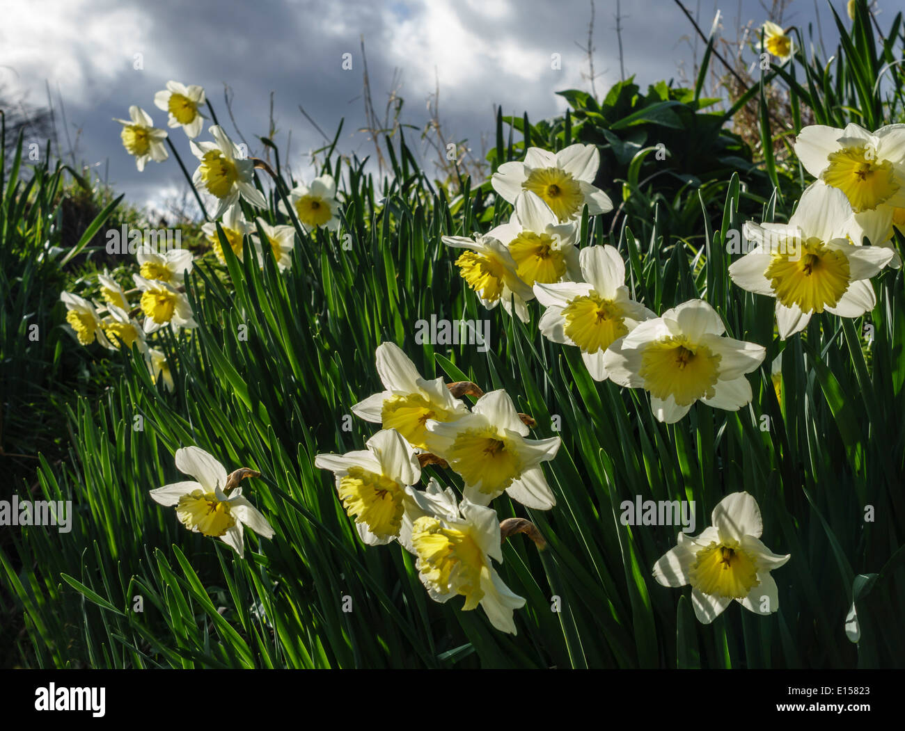 Daffodils in the spring sunshine hi-res stock photography and images ...
