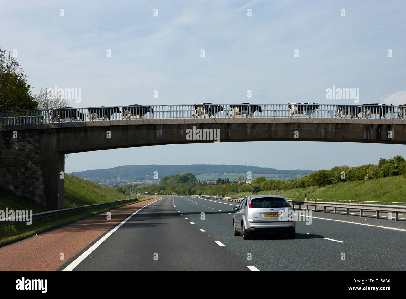 Herd of cows walking uk hi-res stock photography and images - Alamy