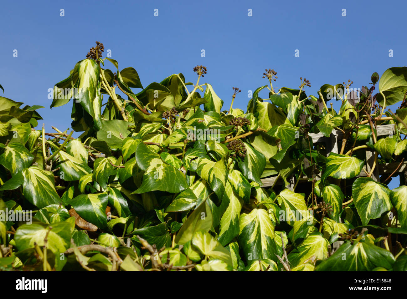 Kelso, Scotland - ivy Stock Photo - Alamy