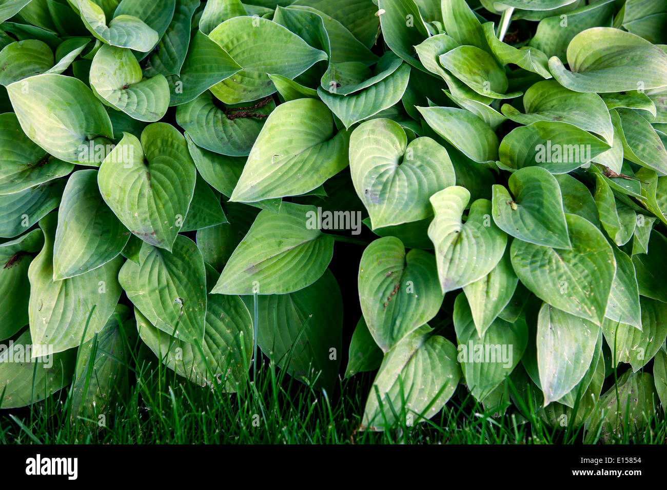 Hosta garden plant hostas border lawn Stock Photo - Alamy