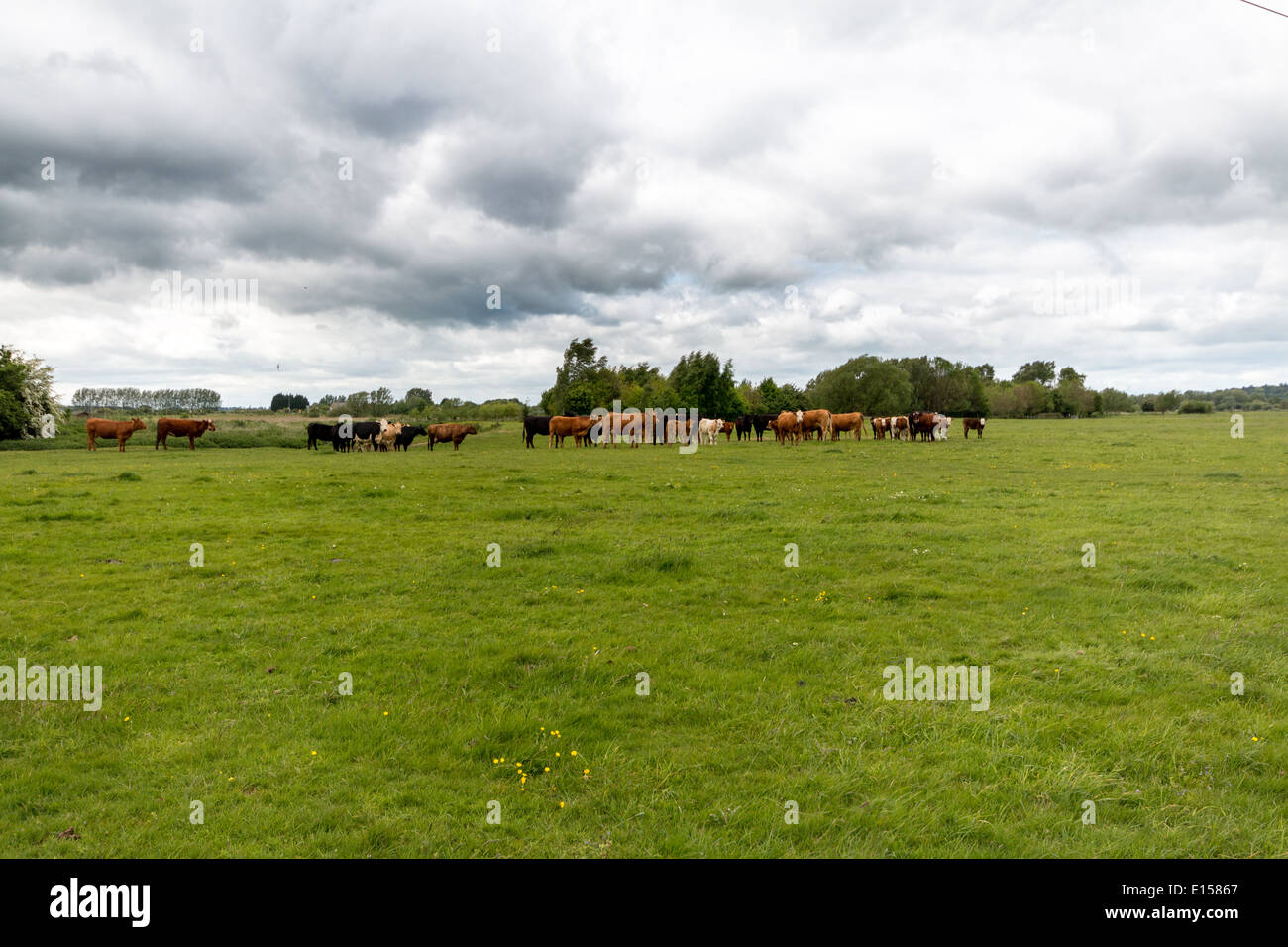 Herd of cows in the countryside Stock Photo - Alamy