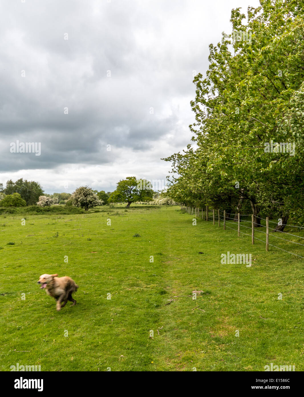 Dog running fast through the grass Stock Photo - Alamy