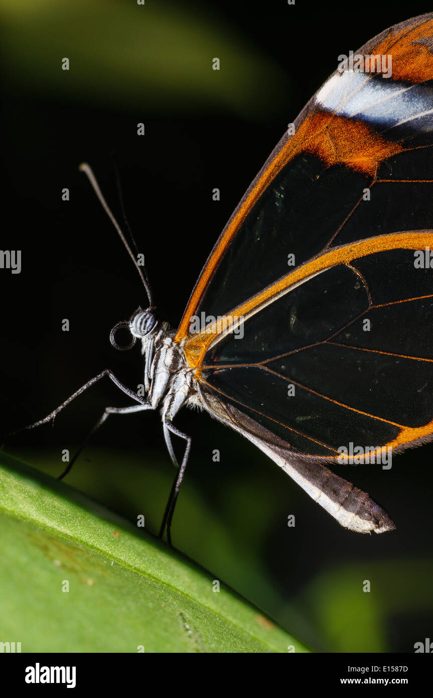 Butterfly world hi-res stock photography and images - Alamy