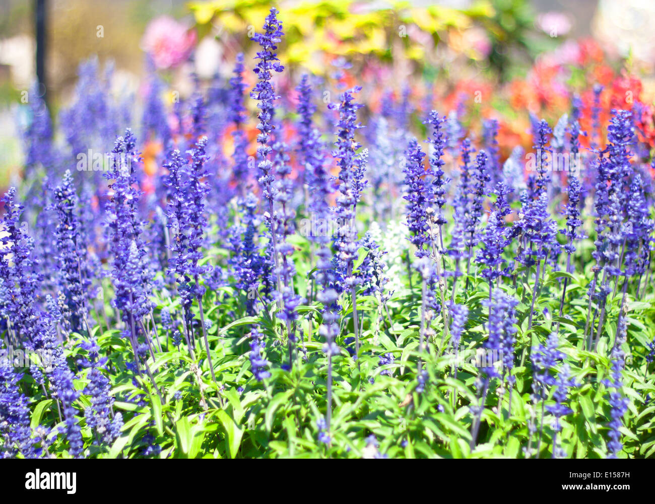 Salvia purple flowers hi-res stock photography and images - Alamy