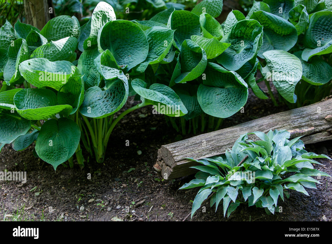 Hosta shady garden border, Hostas Stock Photo - Alamy