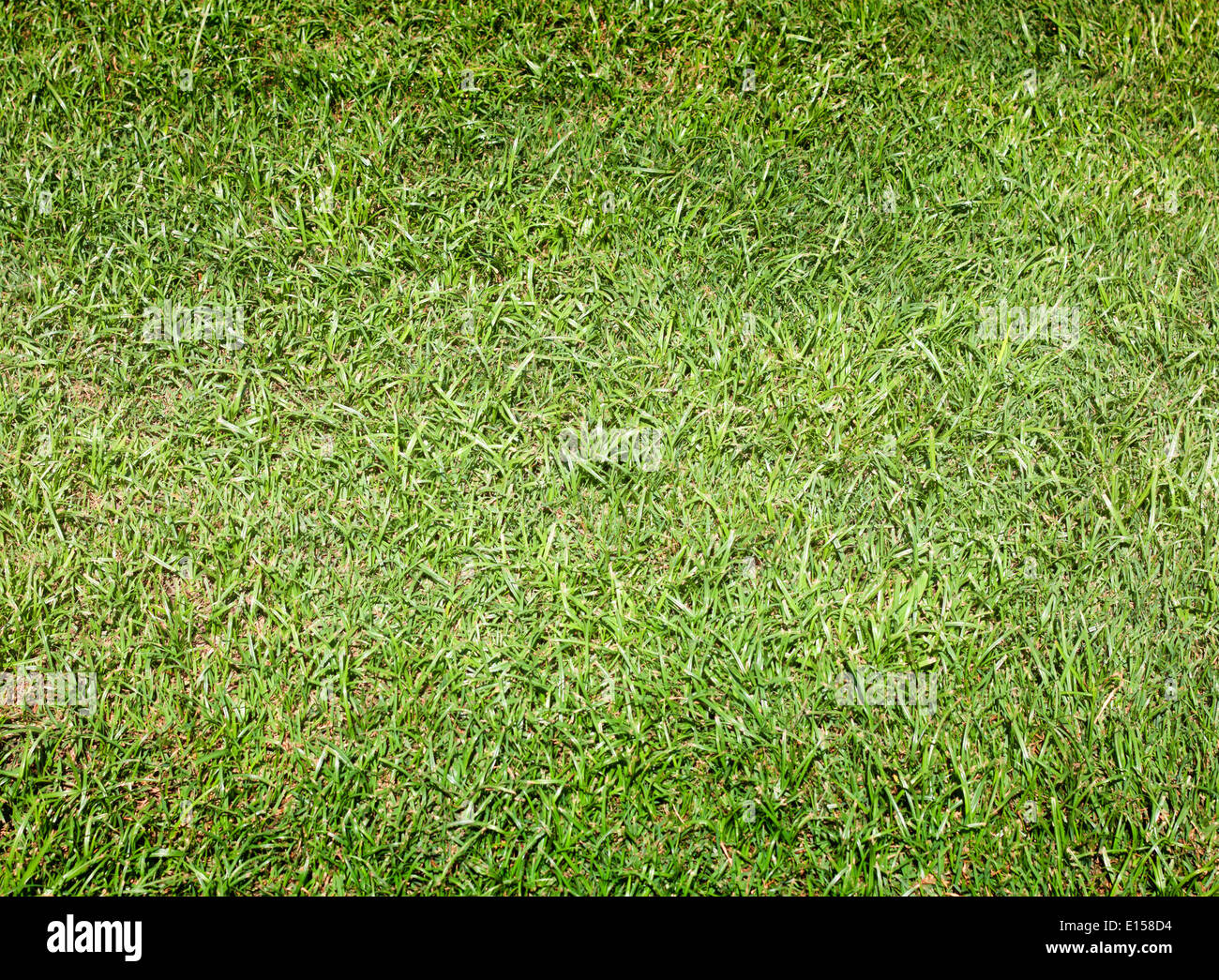 Green Lawn Grass Background With Vignette golf course Stock Photo - Alamy