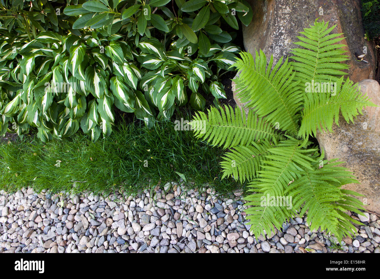 Hosta fern border Stock Photo - Alamy
