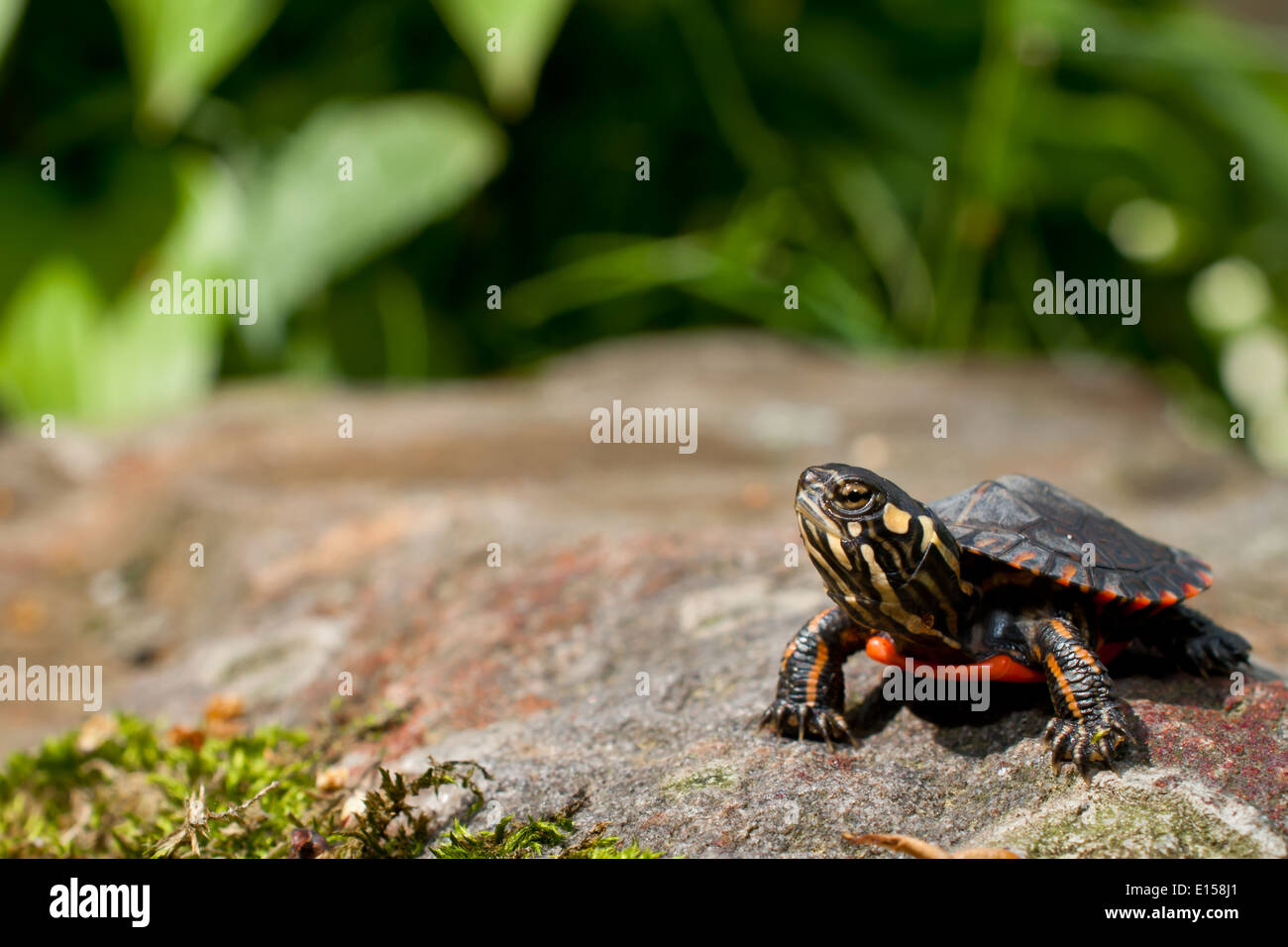 Baby Painted Turtle Stock Photo - Alamy