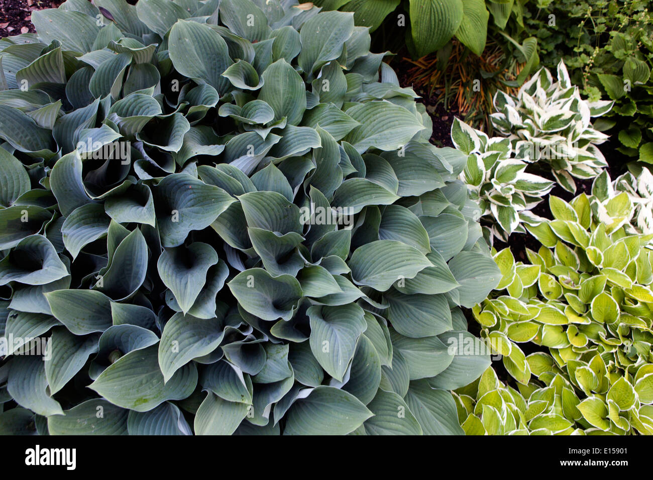 A clump of Hosta Halcyon, plants for the shade parts of the garden ...