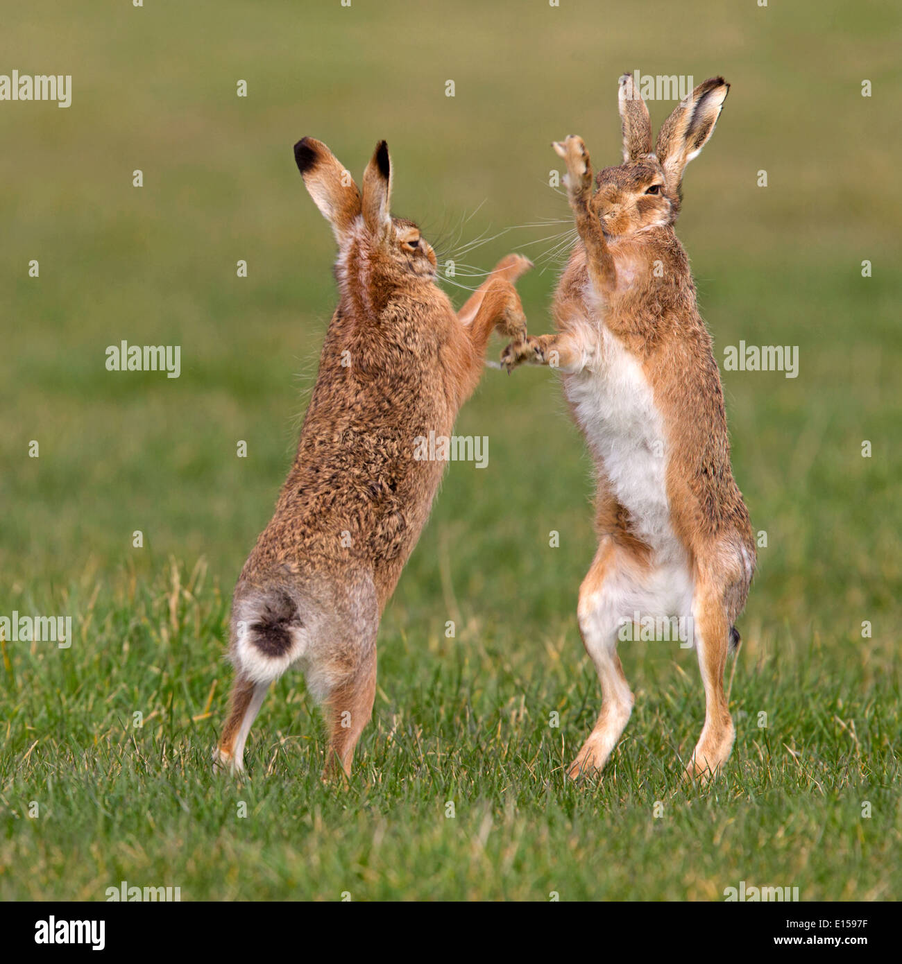 Boxing hare hi-res stock photography and images - Alamy