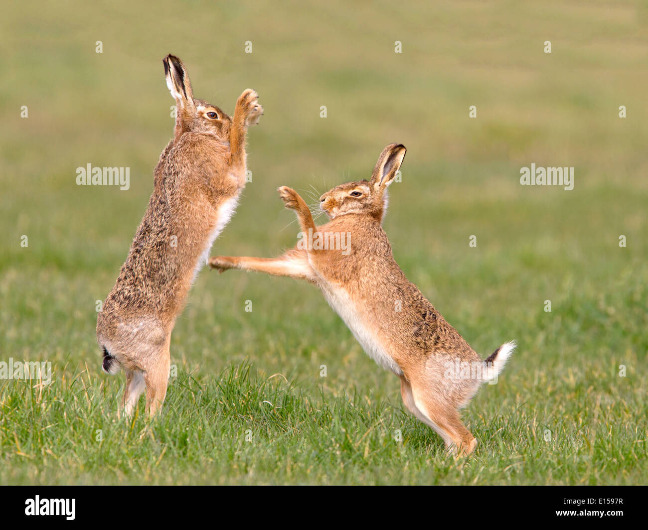 Hare uk boxing hi-res stock photography and images - Alamy