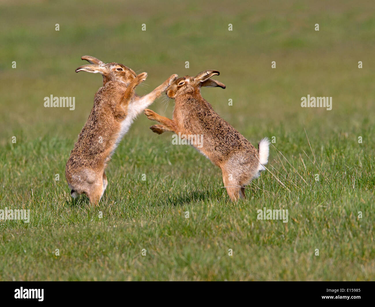 Hare uk boxing hi-res stock photography and images - Alamy