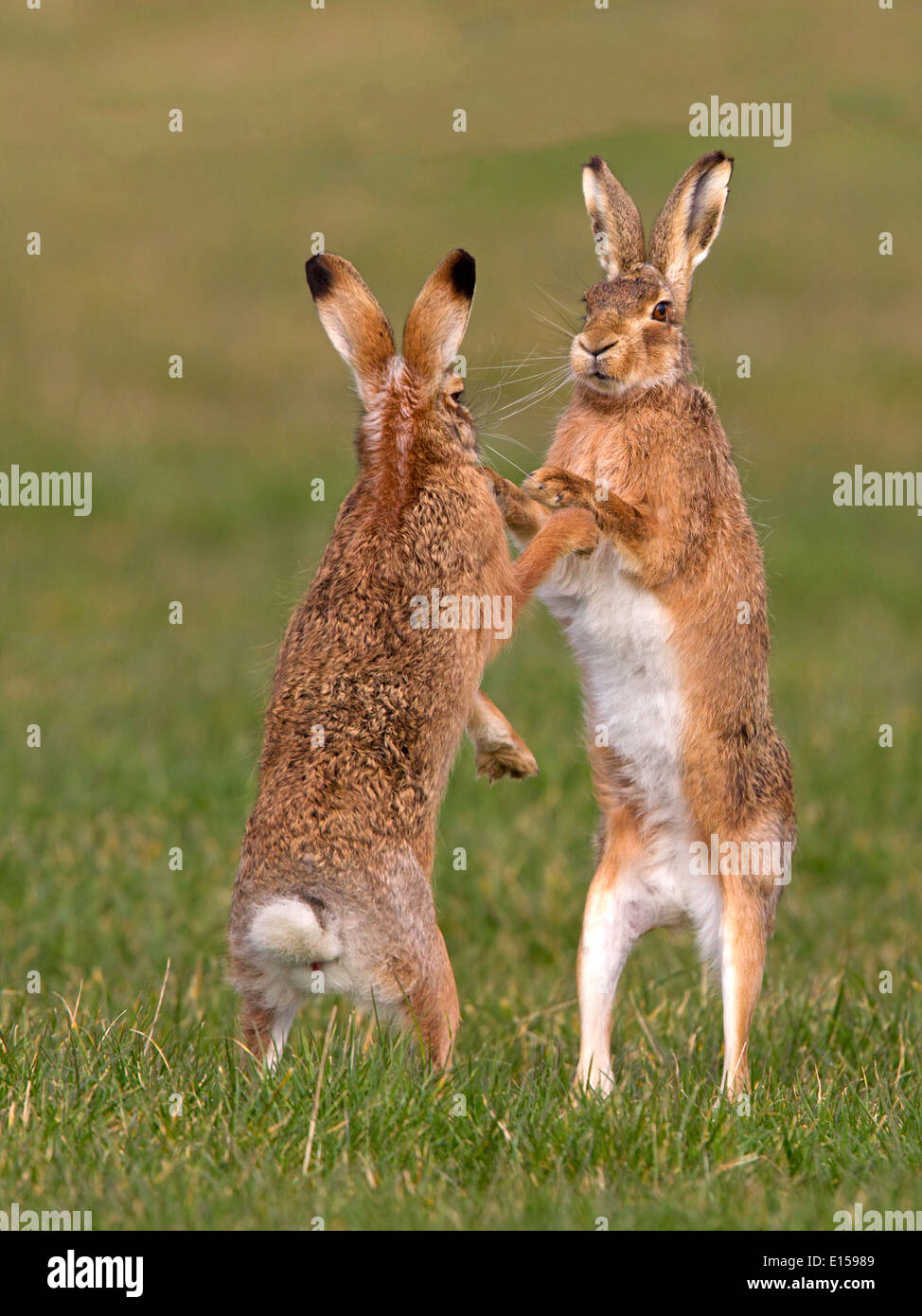 Hare uk boxing hi-res stock photography and images - Alamy