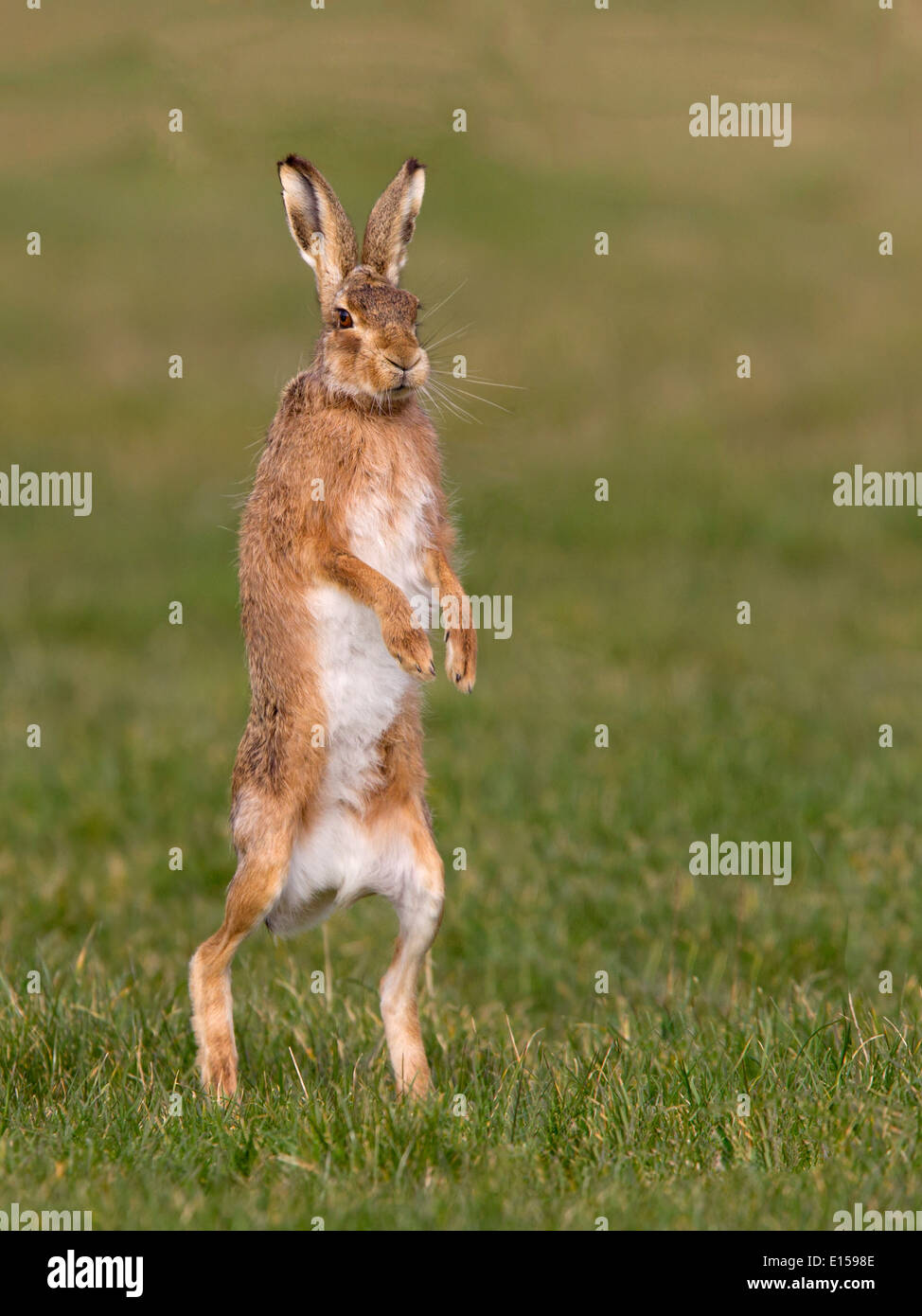 Brown hare standing upright Stock Photo: 69573182 - Alamy