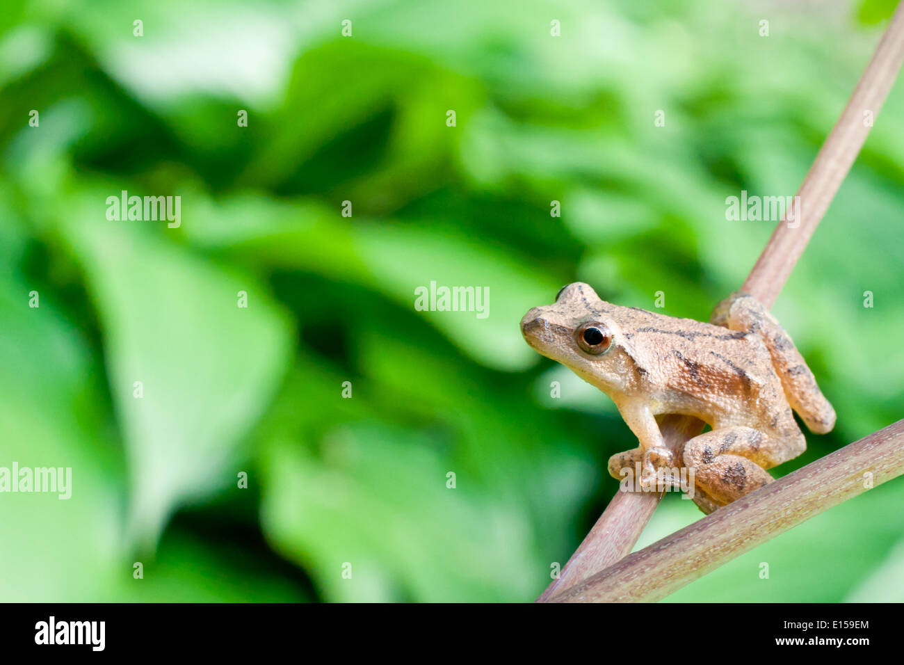 Peeper tree frog hi-res stock photography and images - Alamy