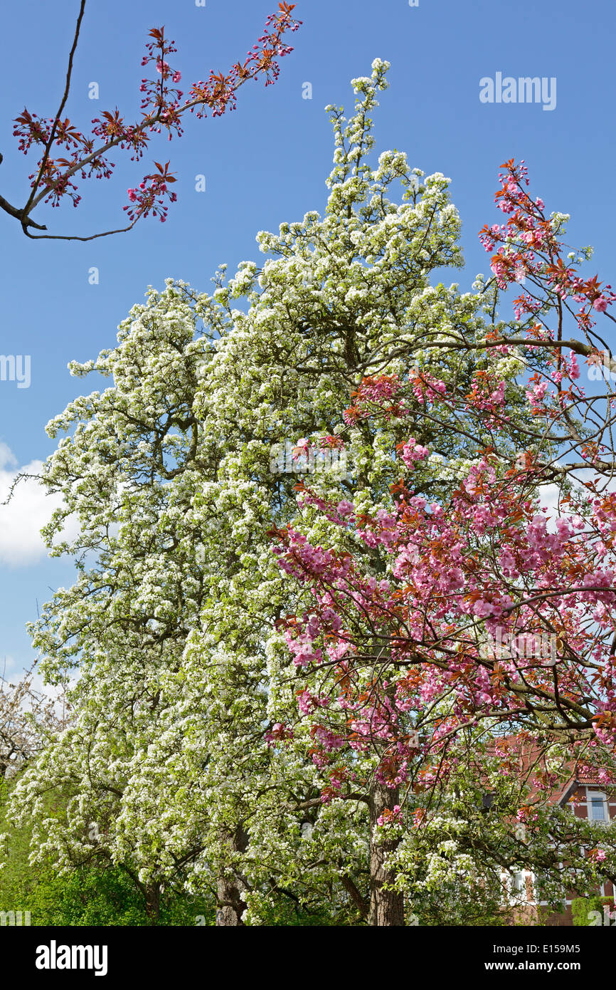 cherry blossom season, Altes Land (Old Country), Lower Saxony, Germany ...
