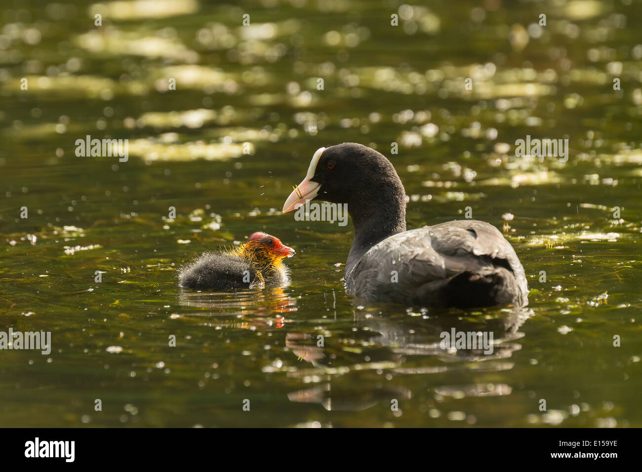 Chick swim hi-res stock photography and images - Alamy