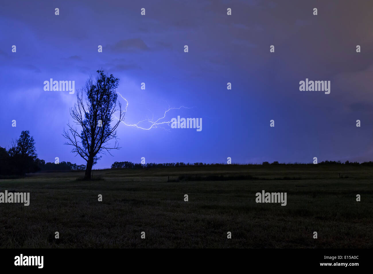 Lightning strikes behind a tree silhouette on a field Stock Photo - Alamy