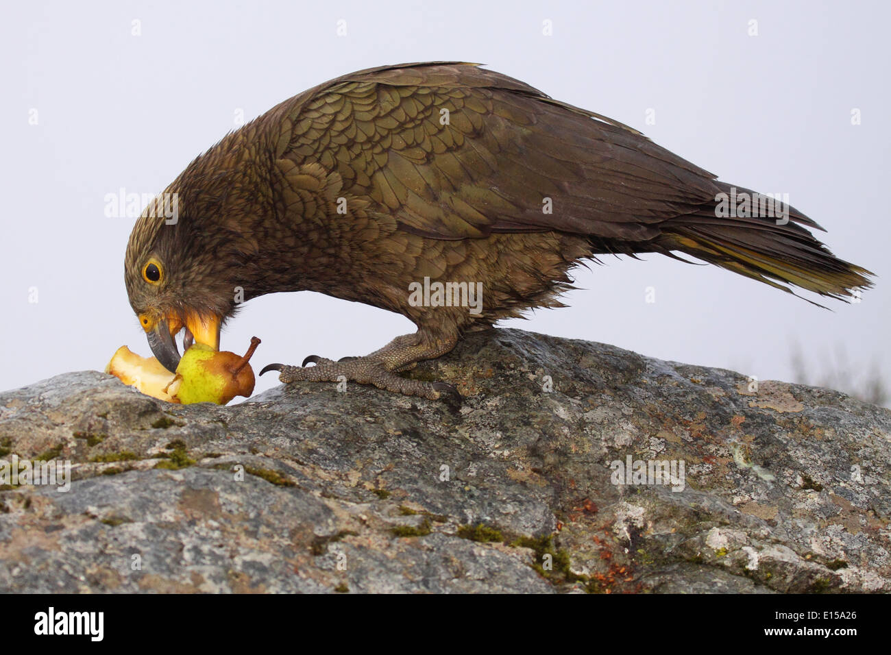 Juvenile parrot hi-res stock photography and images - Alamy