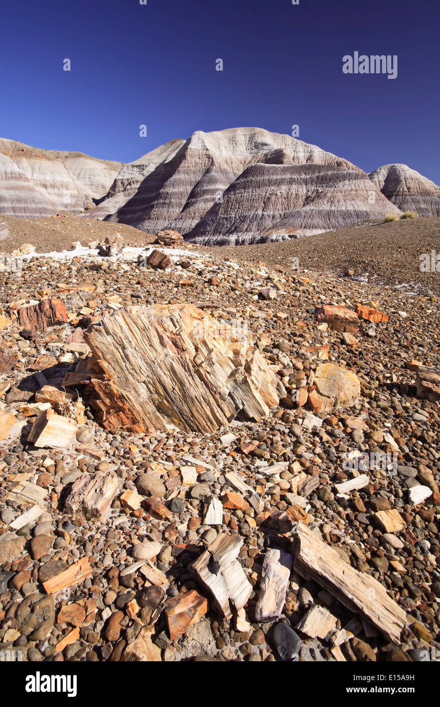 Fossilized tree trun hi-res stock photography and images - Alamy