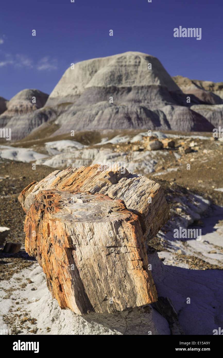 Petrified wood and badlands, Blue Mesa Trail, Petrified Forest National ...