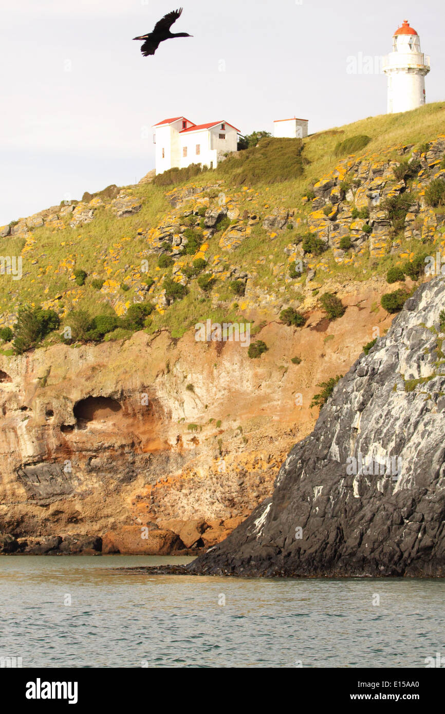 A scenic lighthouse on Taiaroa Head near Dunedin, New Zealand, with a ...