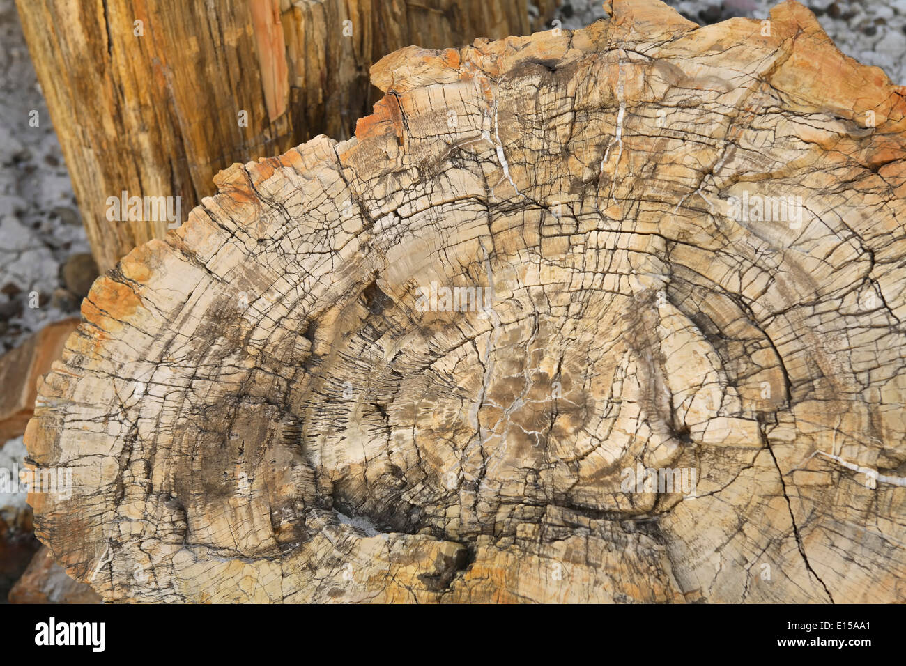 Petrified Wood, Blue Mesa Trail, Petrified Forest National Park ...