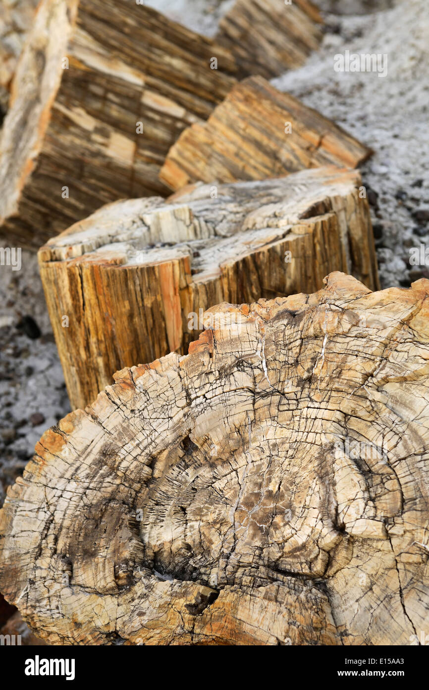 Petrified Wood, Blue Mesa Trail, Petrified Forest National Park ...