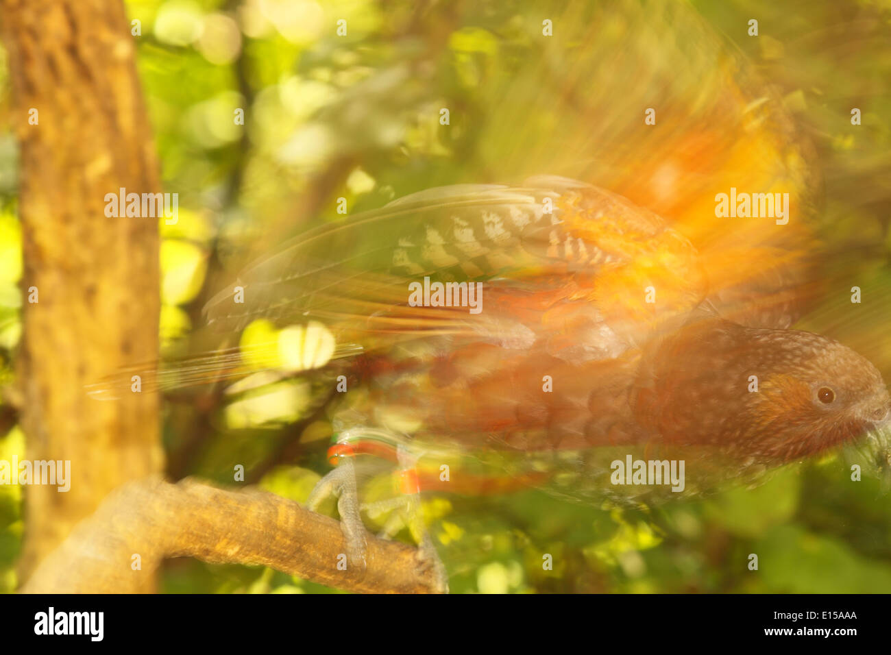 Portrait kaka animal bird hi-res stock photography and images - Alamy