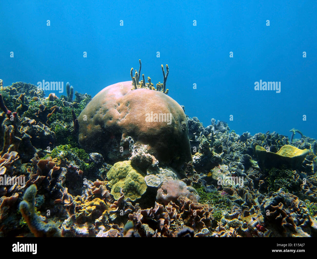 Underwater landscape in a coral reef of the Caribbean sea, natural ...