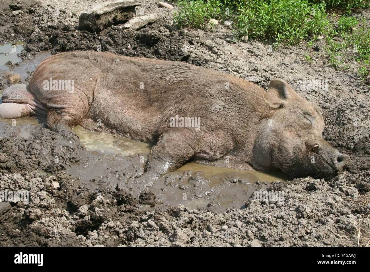 Hog sleeping in mud puddle on a farm Stock Photo - Alamy