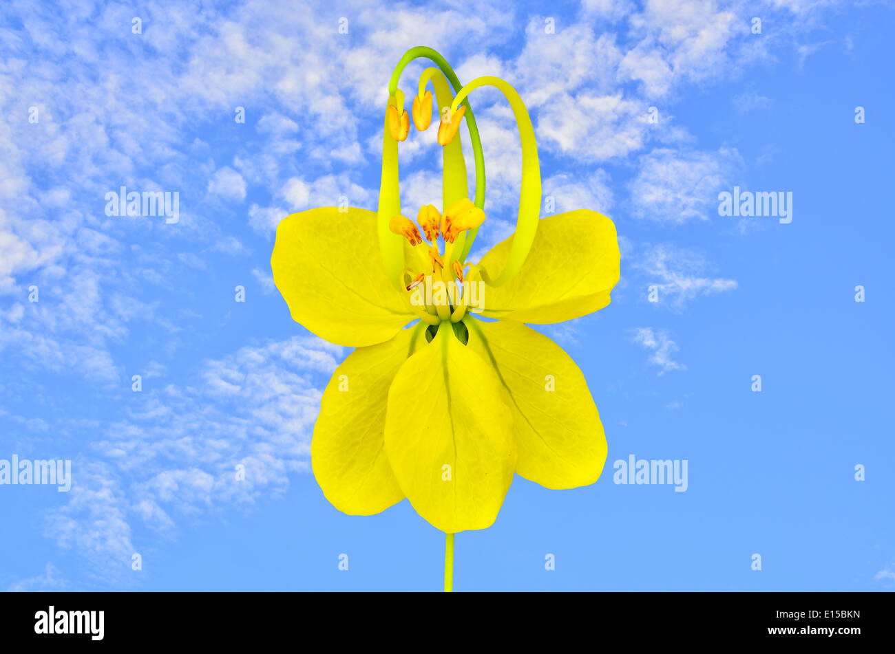 Cassia flower hi-res stock photography and images - Alamy