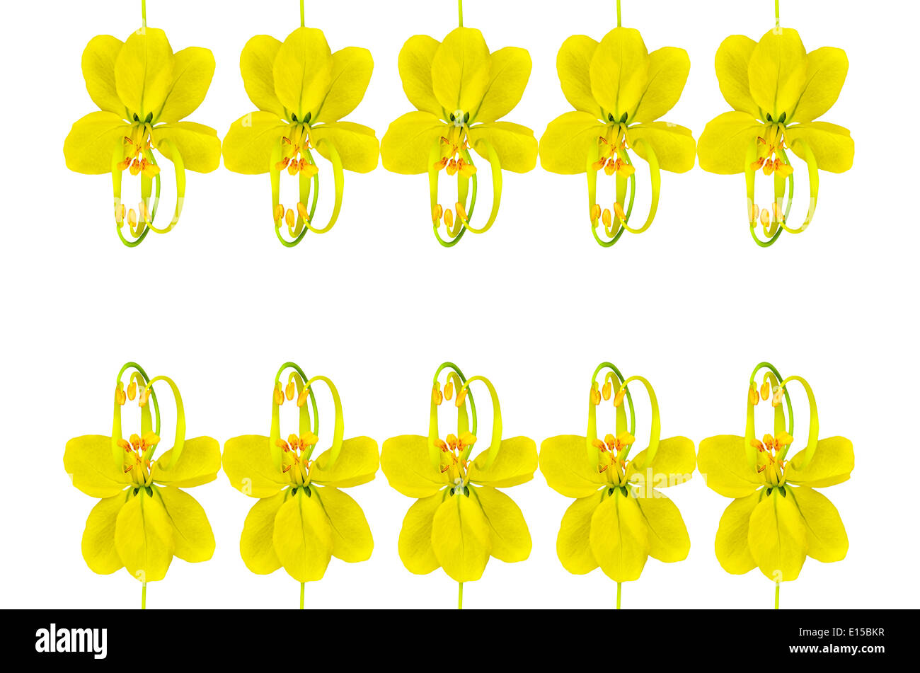 Cassia flower on white background Stock Photo - Alamy