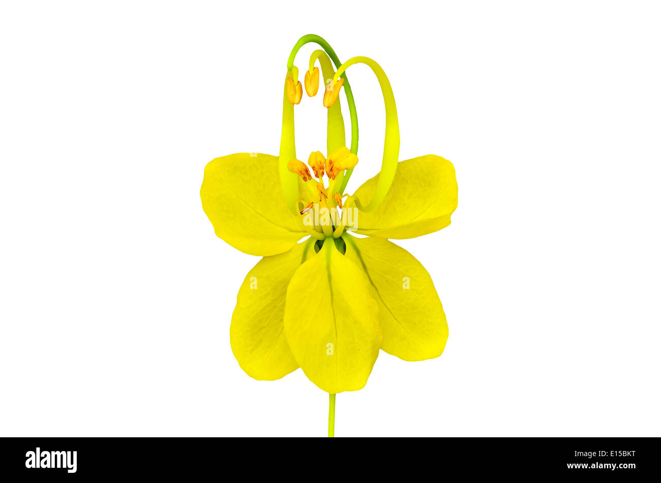Cassia flower hi-res stock photography and images - Alamy