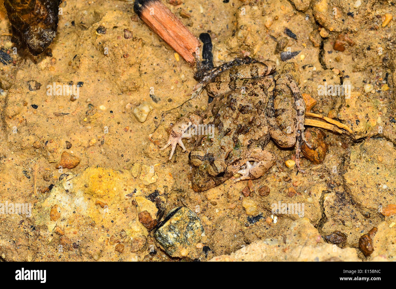 Frog on the floor Stock Photo - Alamy
