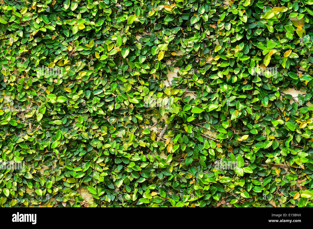 green leaves wall background Stock Photo - Alamy