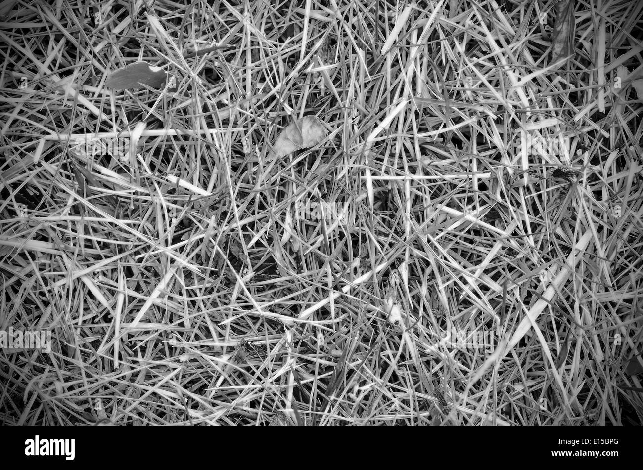 Hay texture hi-res stock photography and images - Alamy