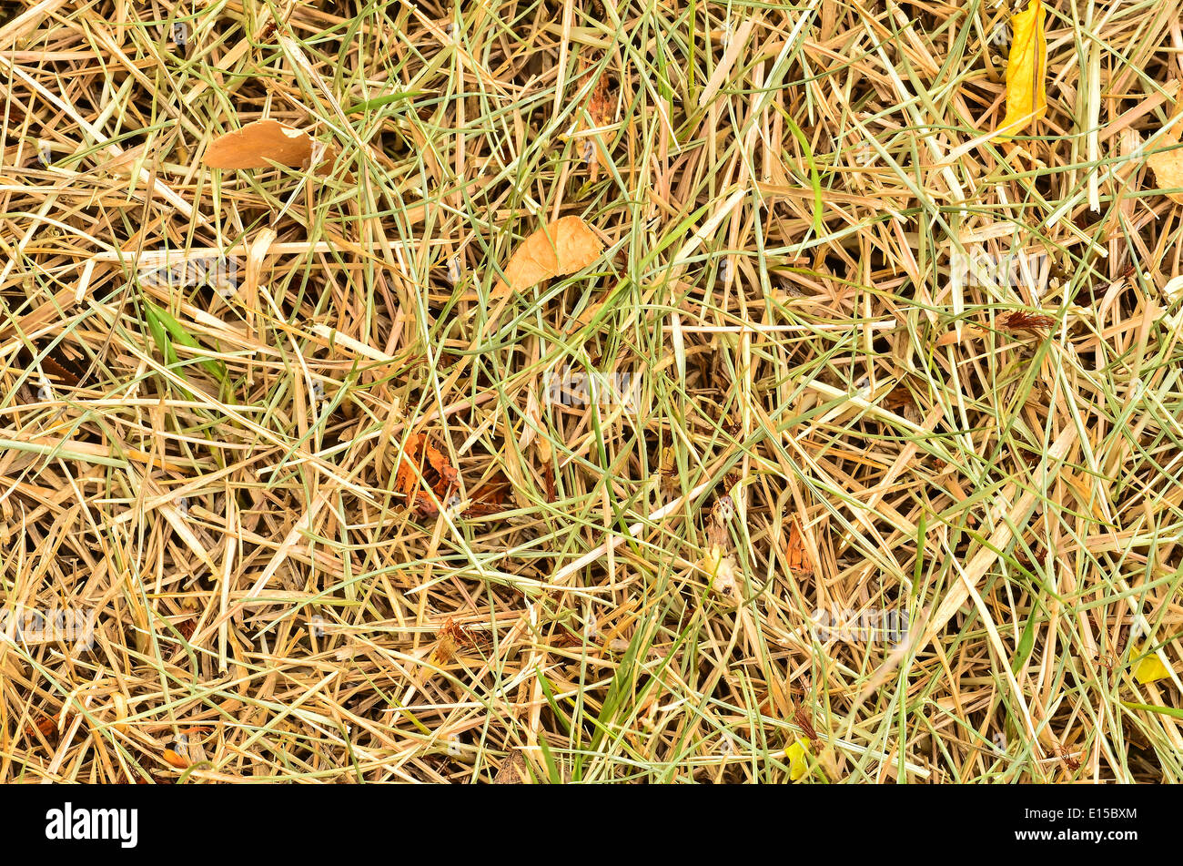 hay texture background Stock Photo - Alamy