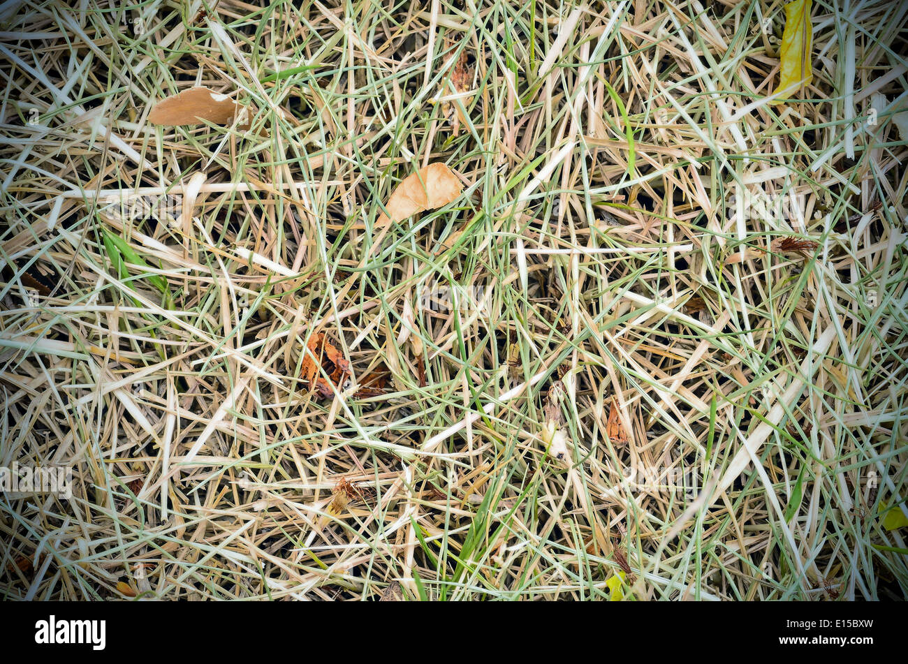 hay texture background Stock Photo - Alamy