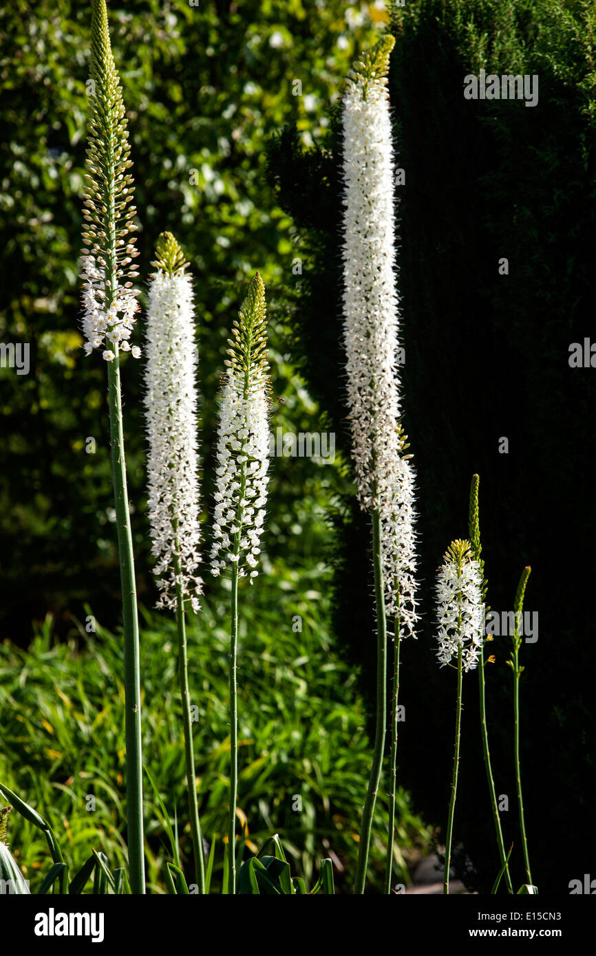 Eremurus himalaicus hi-res stock photography and images - Alamy