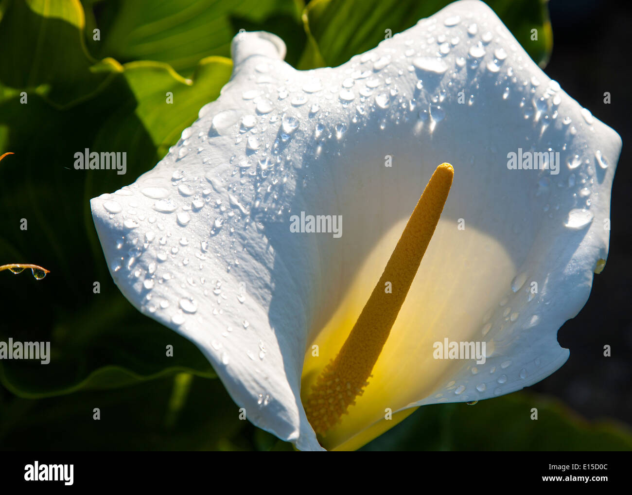 A lily flower after a shower of rain Stock Photo - Alamy