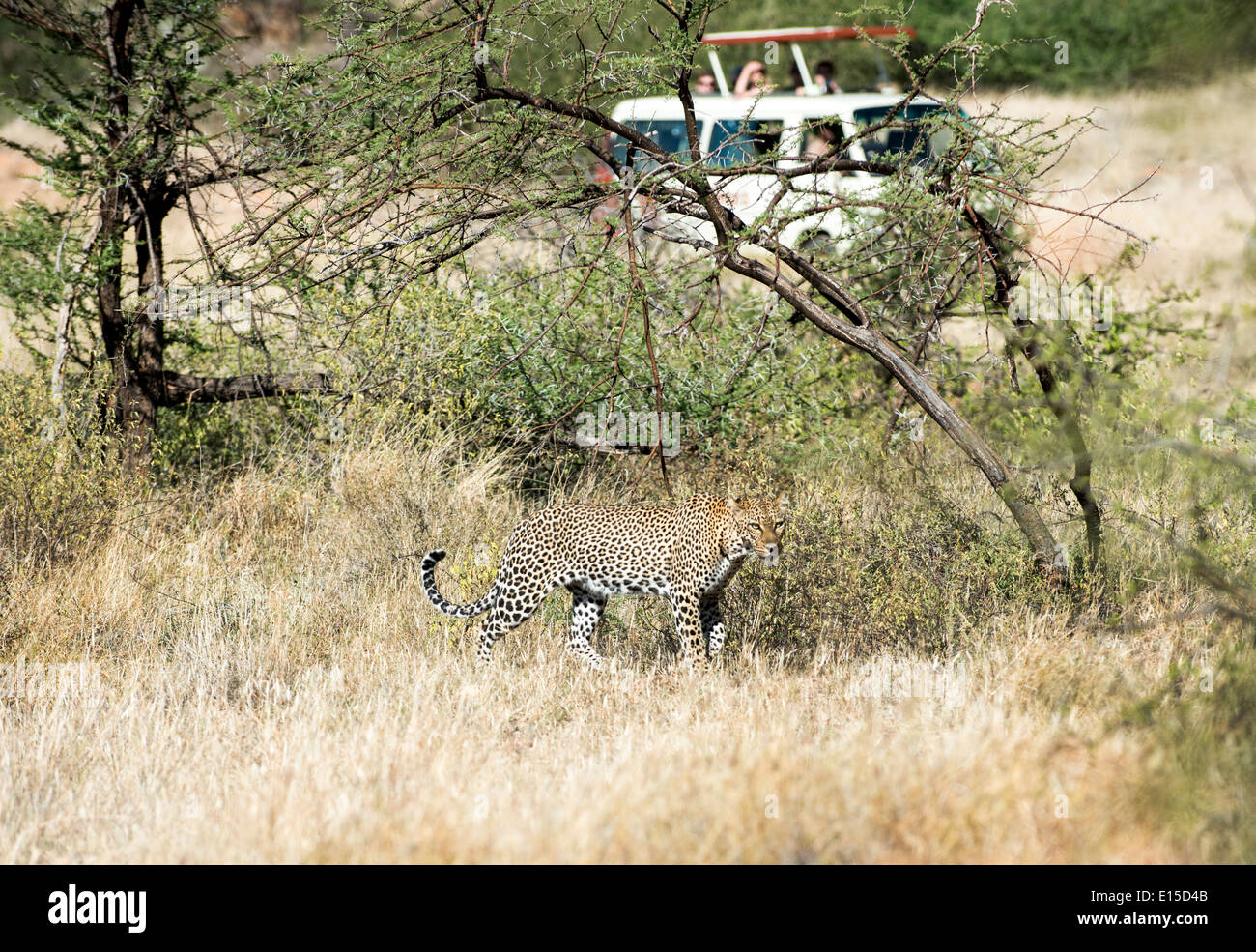 Samburu national wildlife hi-res stock photography and images - Alamy