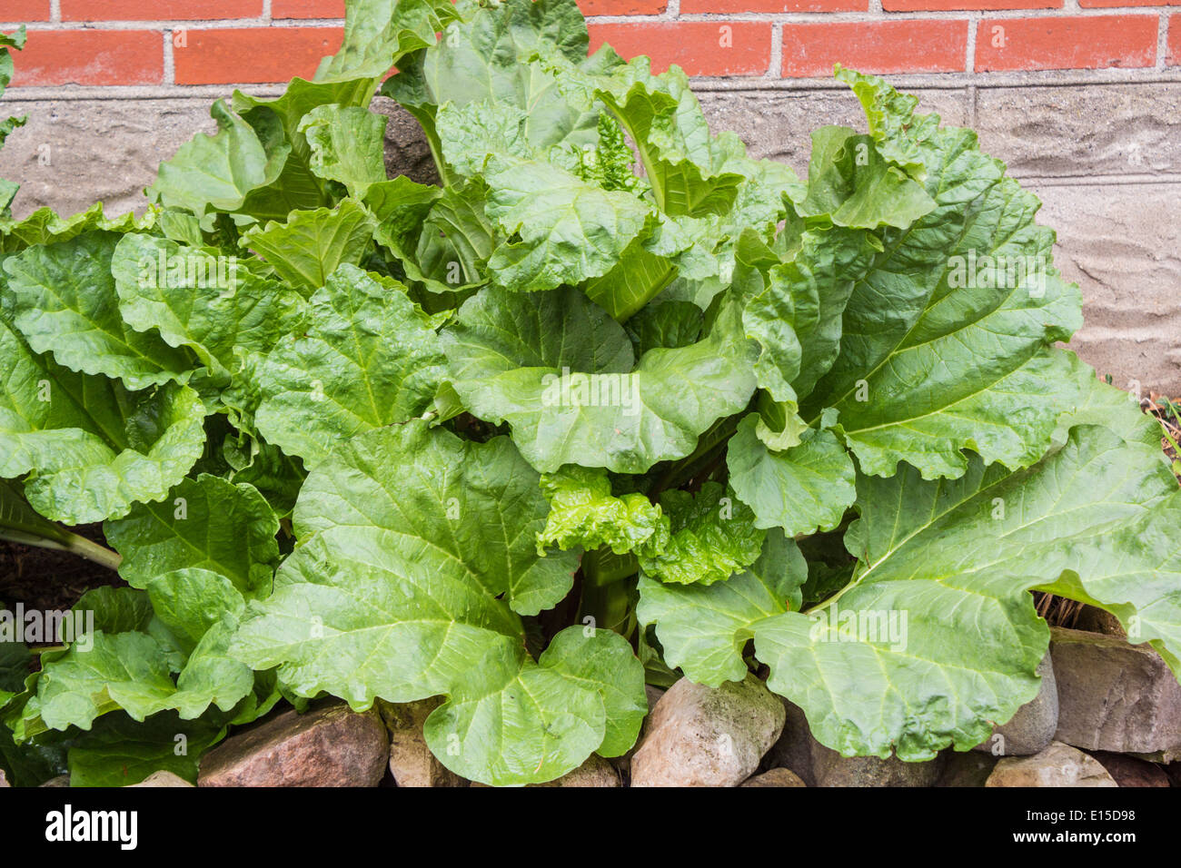 Rhubarb plant growing in a garden Stock Photo - Alamy