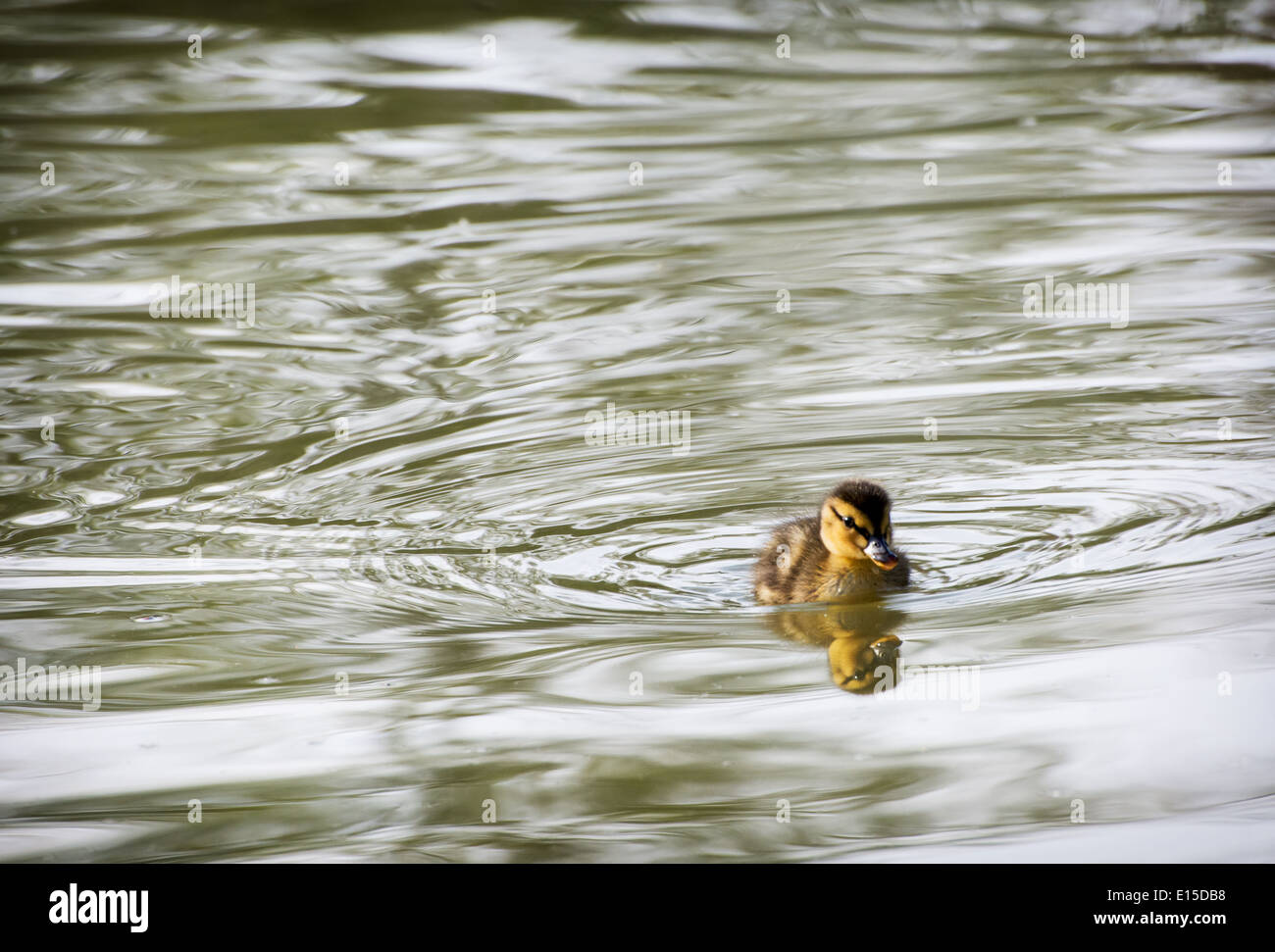 One little yellow mallard duckling and its reflection in the water ...