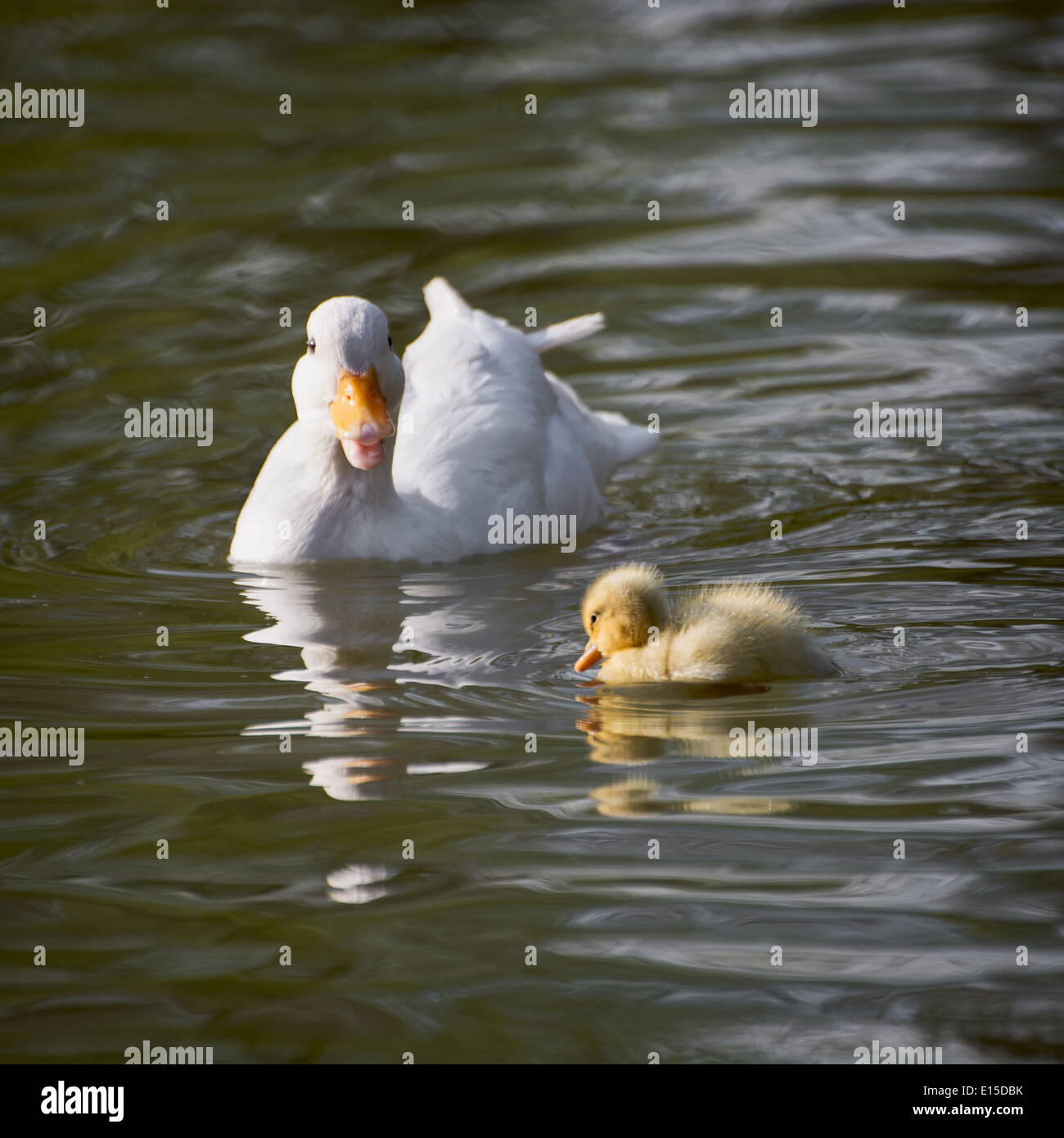 White duck with her duckling communicate in a lake. Beauty in nature ...