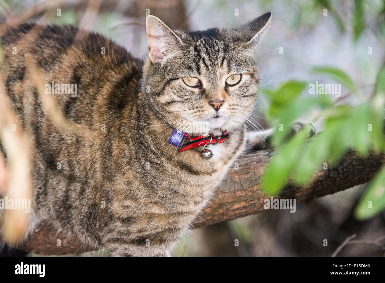 Seductive Cat Is Seductive